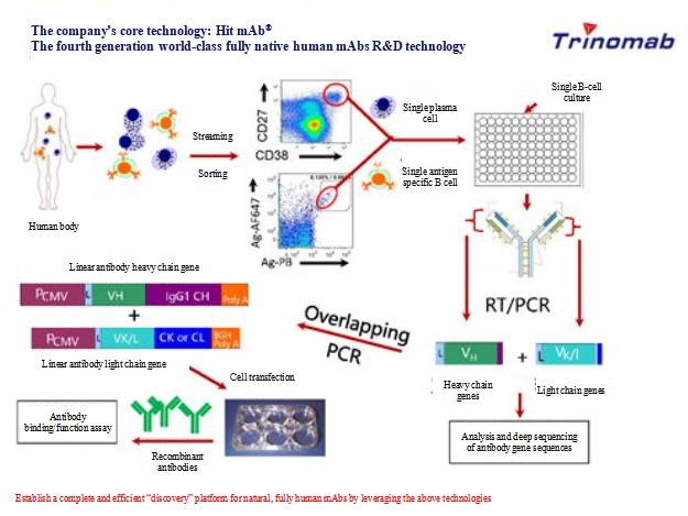 A new generation of monoclonal antibodies is expected to fully replace ...